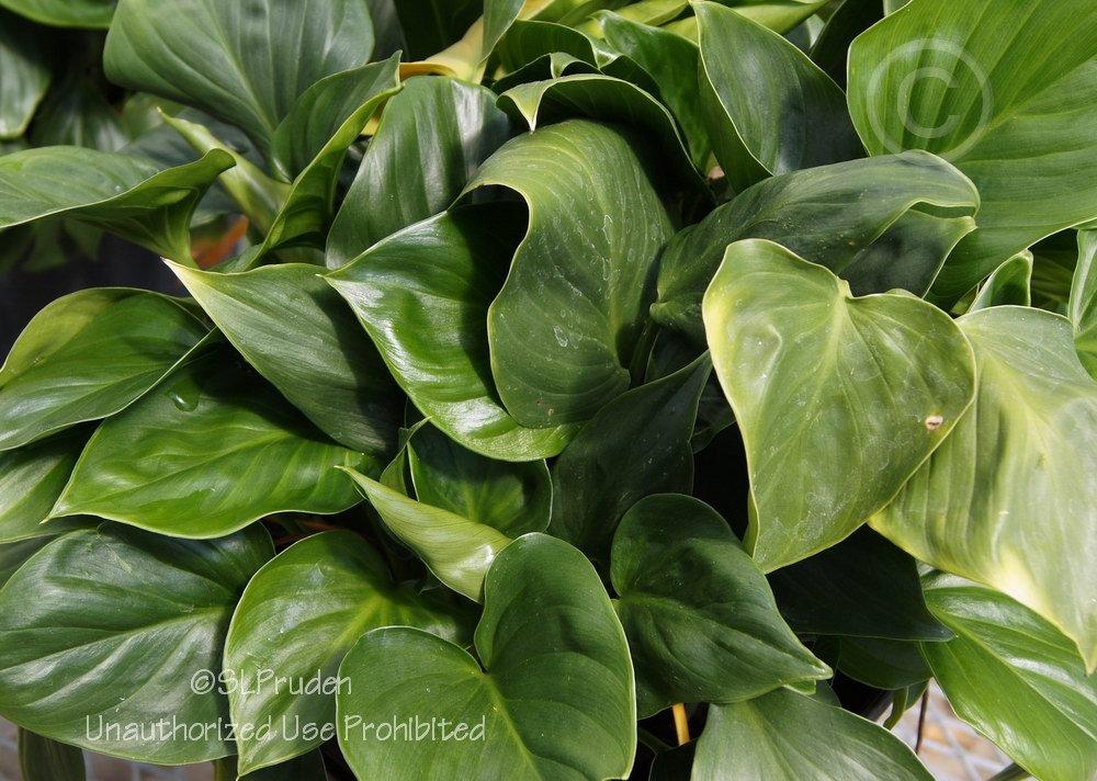 Homalomenas: Plant Care and Collection of Varieties - Garden.org