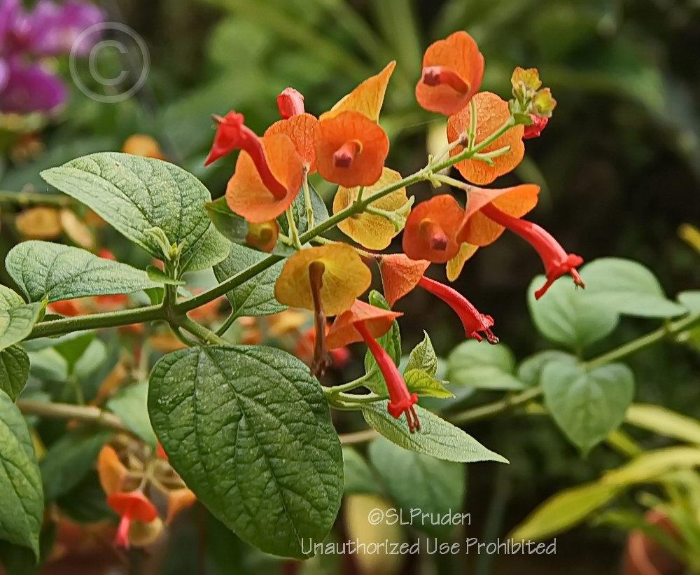 Photo of the bloom of Chinese Hat (Holmskioldia sanguinea) posted by ...