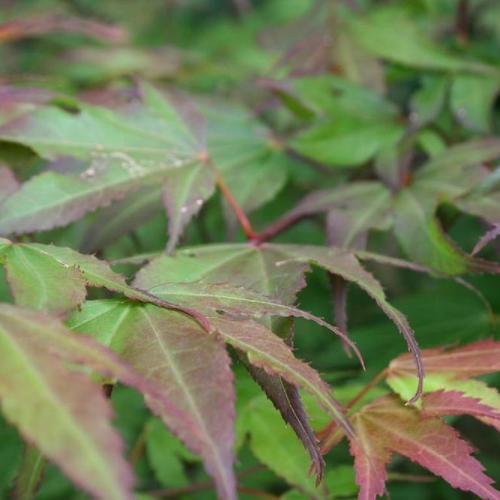 Japanese Maple (Acer palmatum var. amoenum 'Tsuma Beni') - Garden.org