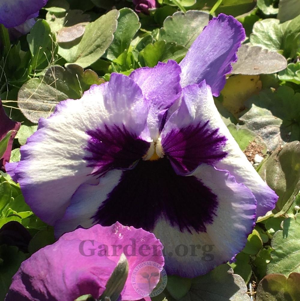 Pansy (Viola x wittrockiana Colossus™ Lavender Medley) in the Violas ...