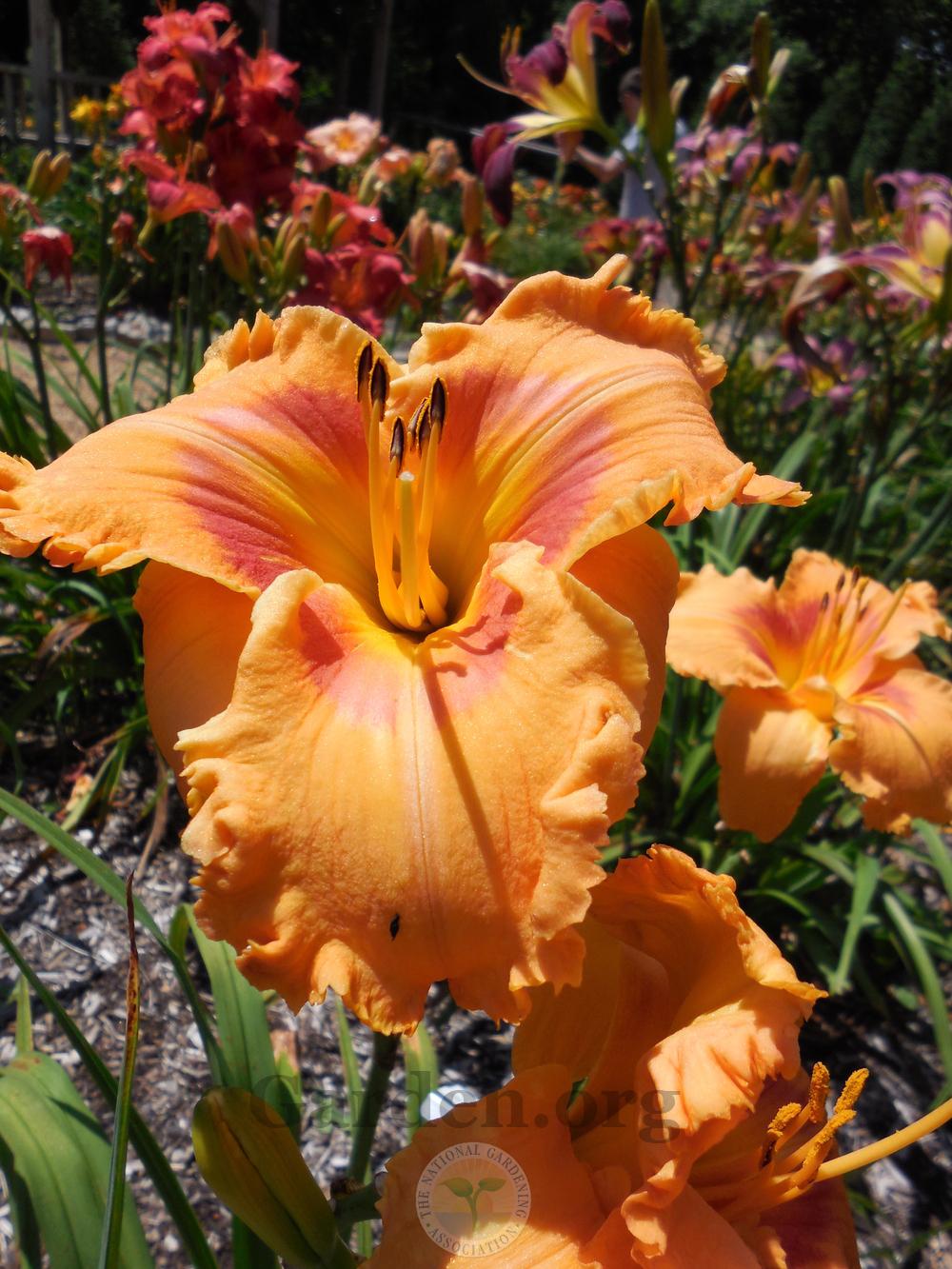 Daylily (Hemerocallis 'Fay's Fancy Bloomers') in the Daylilies Database - Garden.org