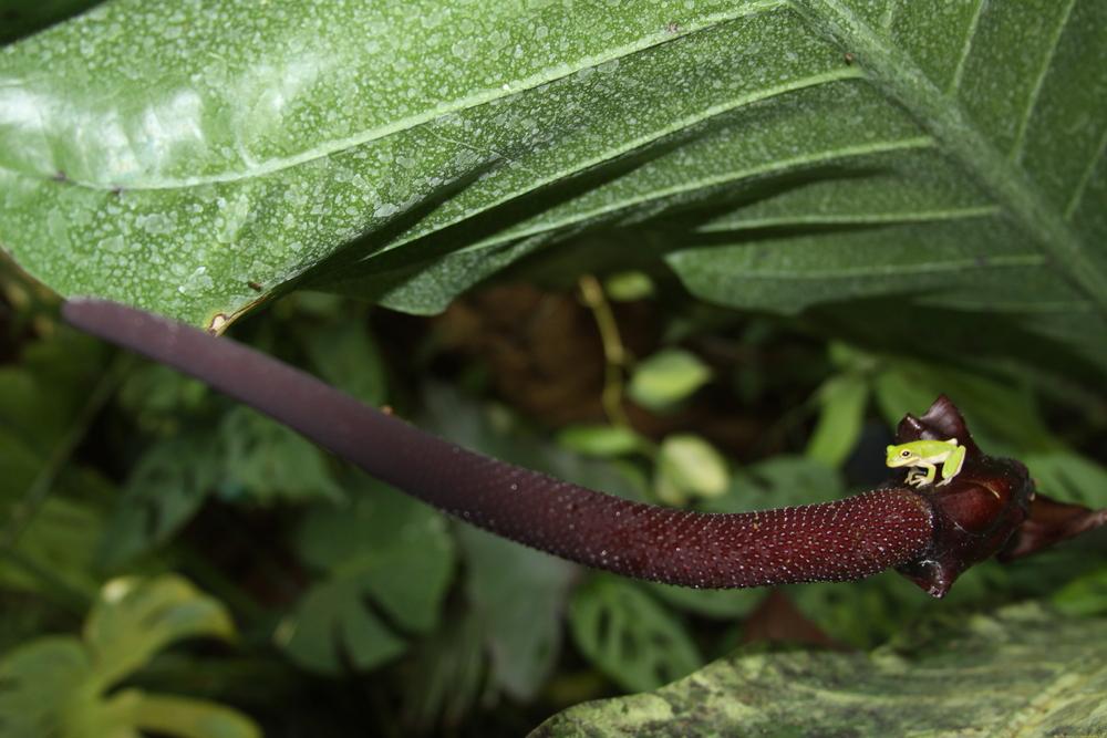 Anthuriums: Plant Care and Collection of Varieties - Garden.org