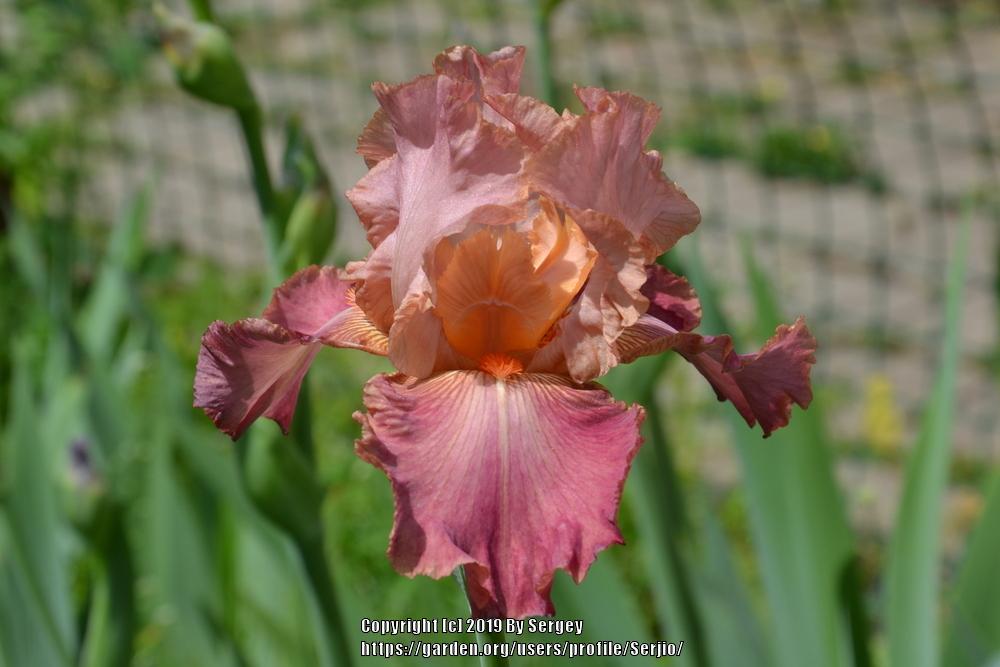 Tall Bearded Iris (Iris 'Role Model') in the Irises Database - Garden.org