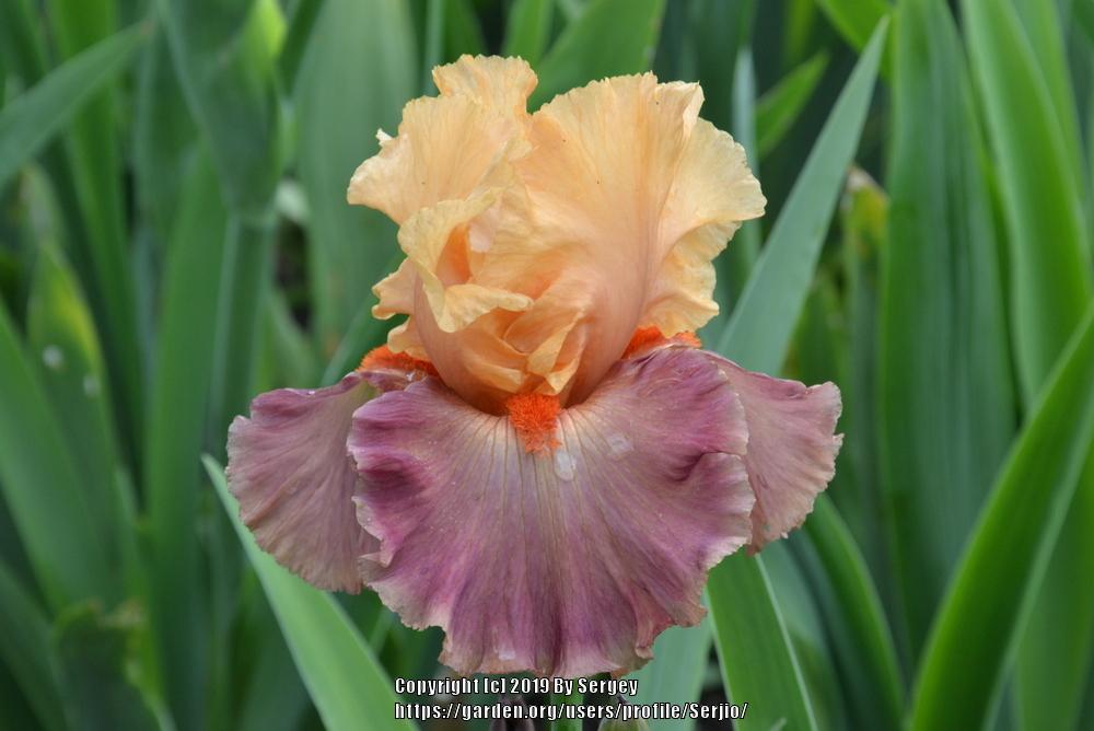 Tall Bearded Iris (Iris 'Rio') in the Irises Database - Garden.org