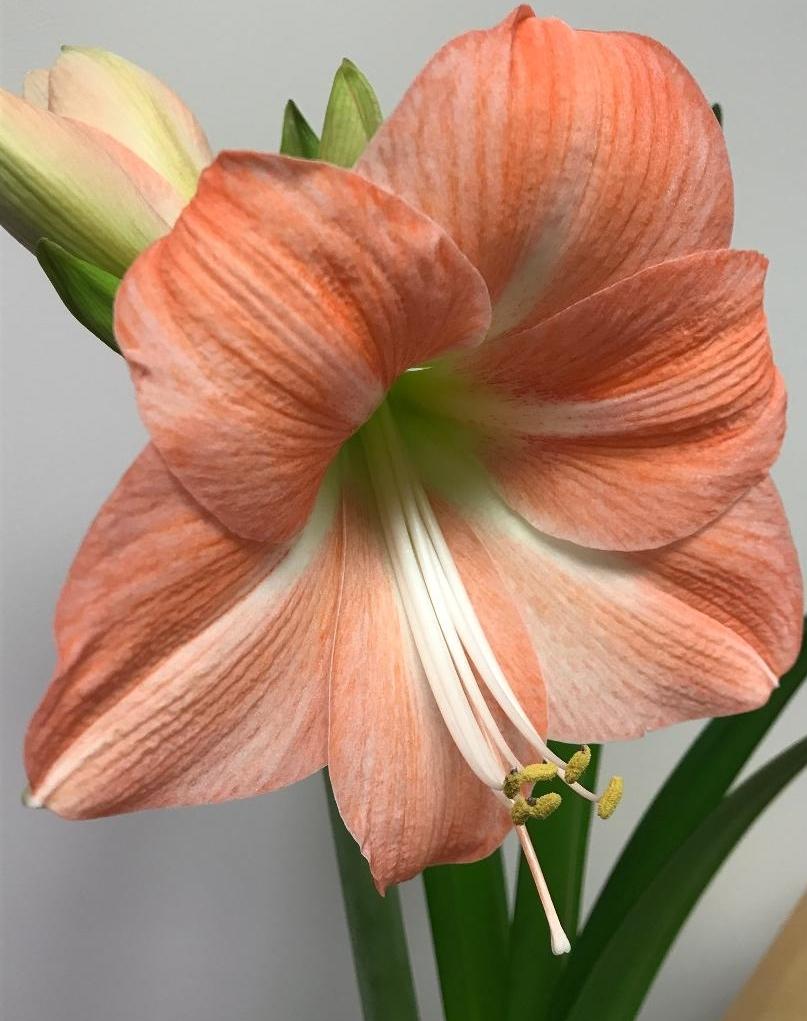 Amaryllis: Plant Care and Collection of Varieties - Garden.org