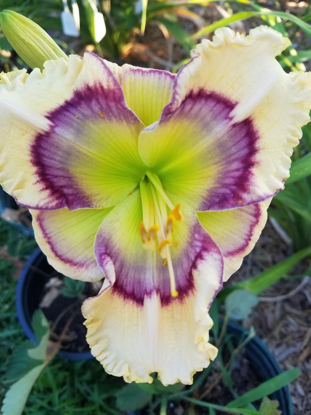 Daylily (Hemerocallis 'Kaleidoscope Queen') in the Daylilies Database - Garden.org