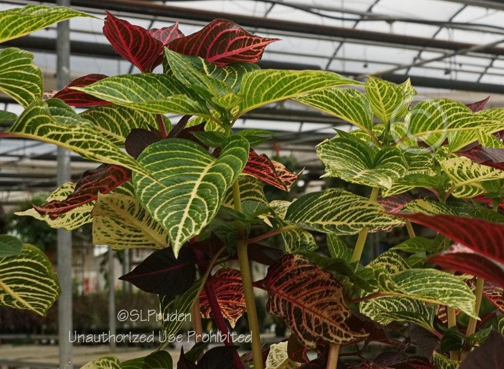 Beefsteak Plant (Iresine Blazin' Lime) - Garden.org