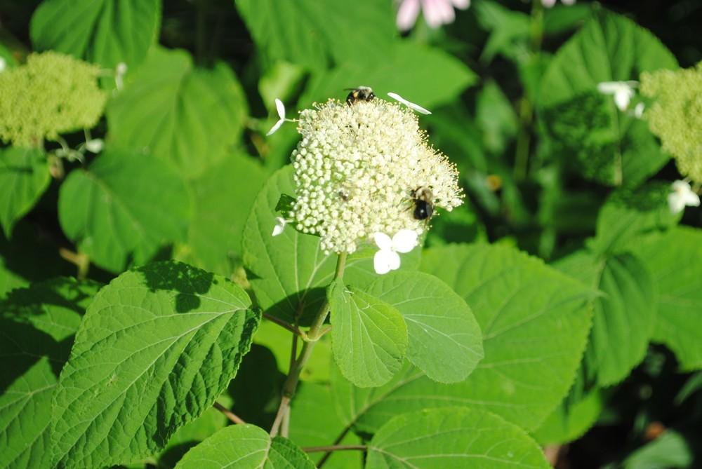 a natural, native Hydrangea in the Native Habitats forum - Garden.org