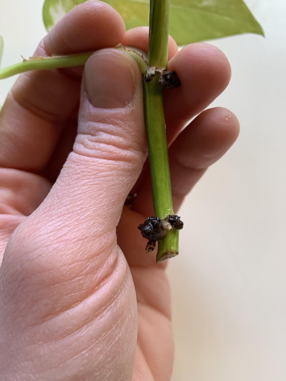 Crispy Pothos Nodes? in the Houseplants forum - Garden.org