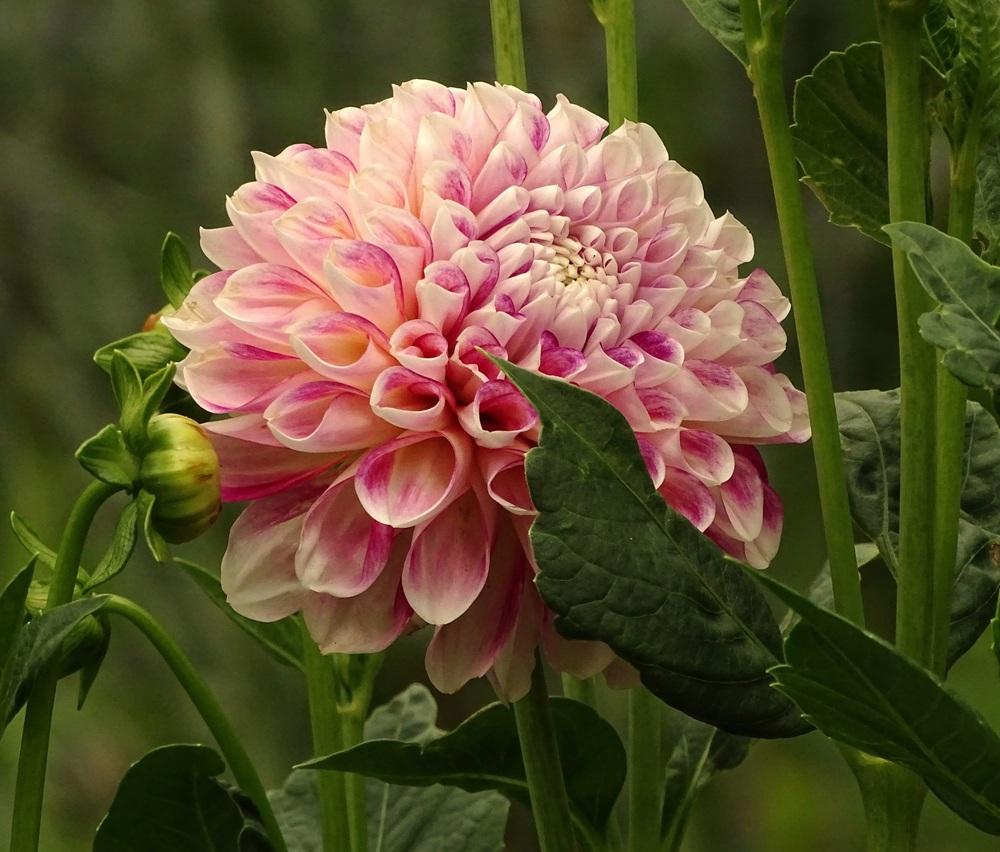 Photo of the bloom of Decorative Dahlia (Dahlia 'Hawaii') posted by ...