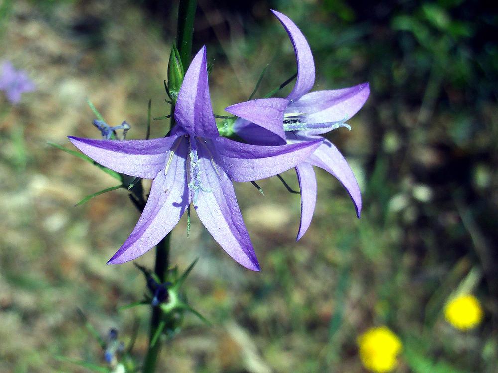 Bellflowers: Plant Care and Collection of Varieties - Garden.org