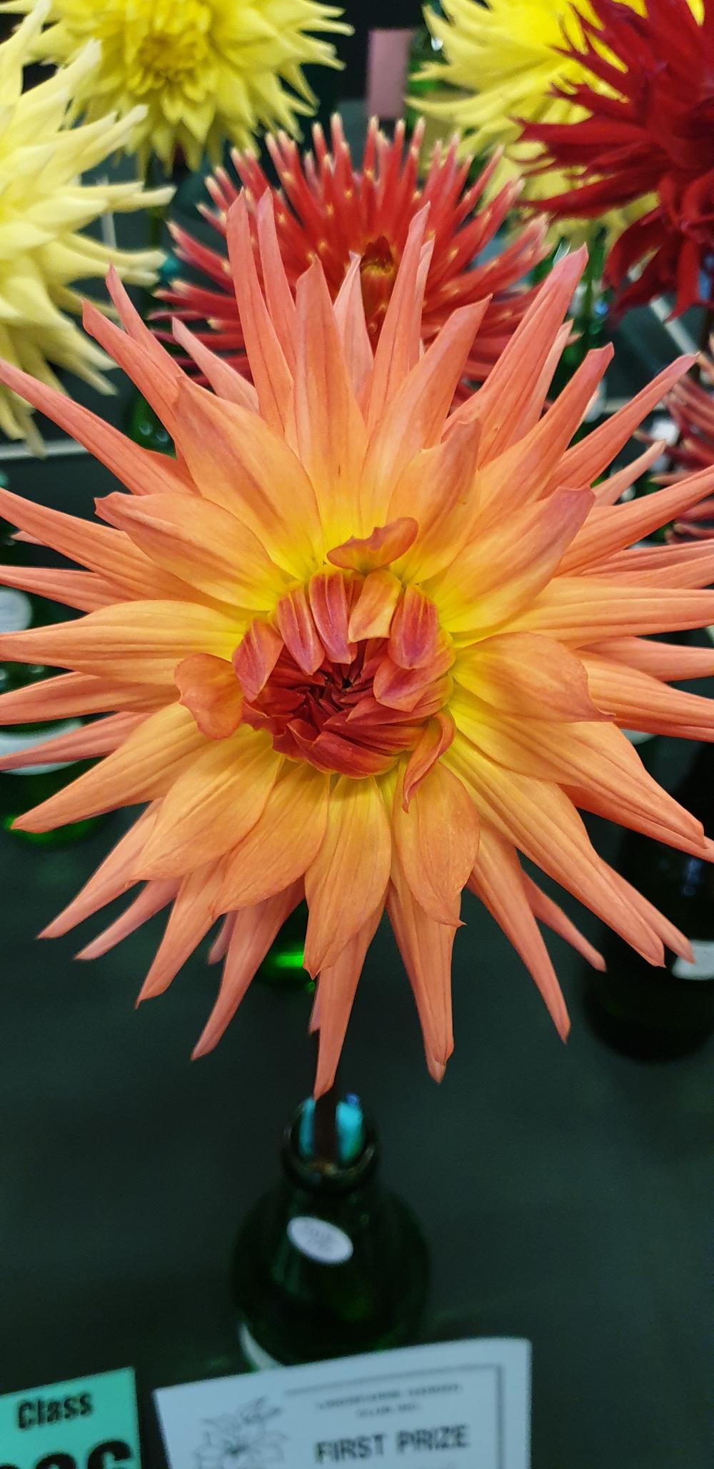 Dahlia 'Formby Twilight' in the Dahlias Database - Garden.org