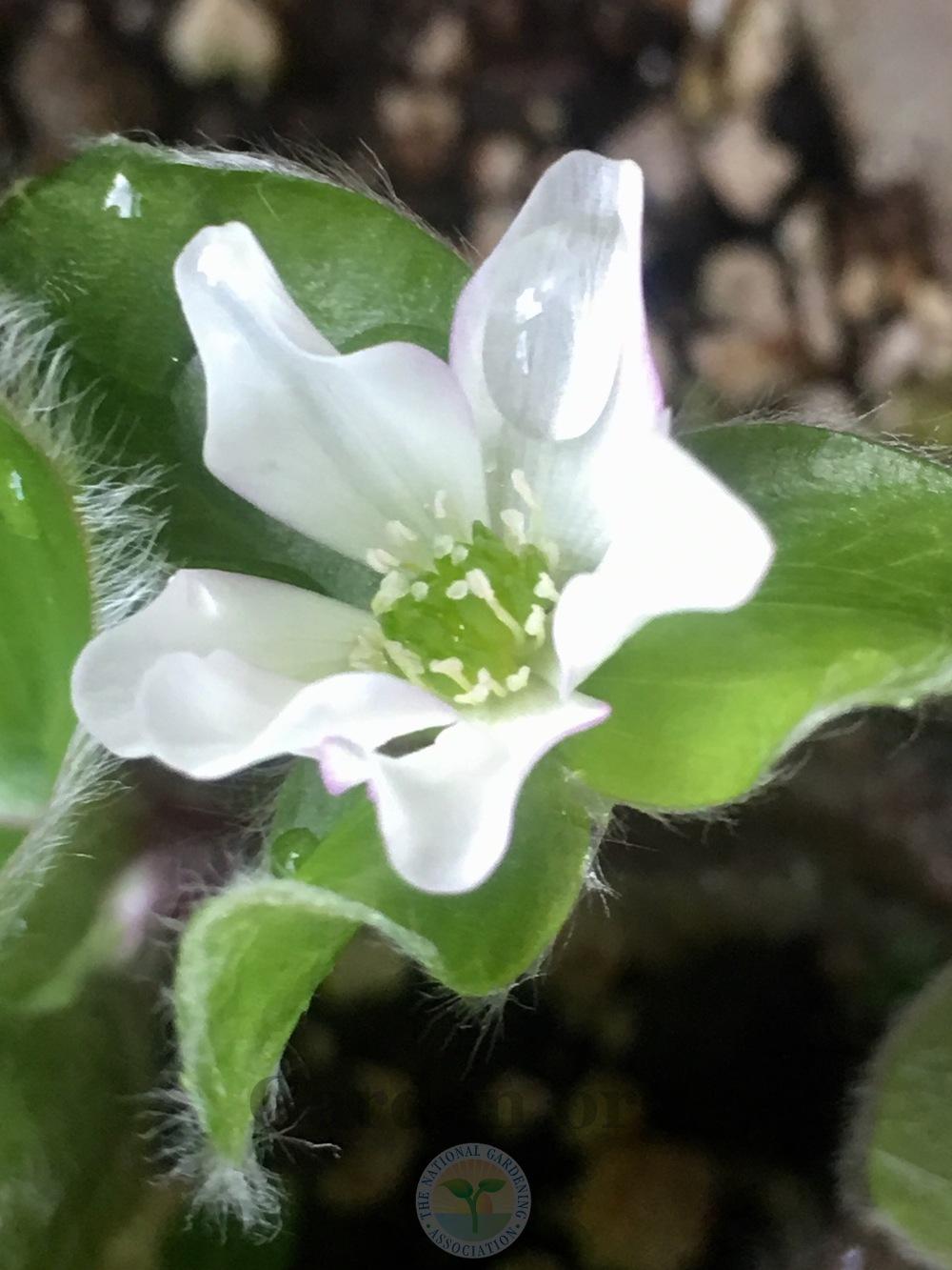 Hepatica maxima - Garden.org