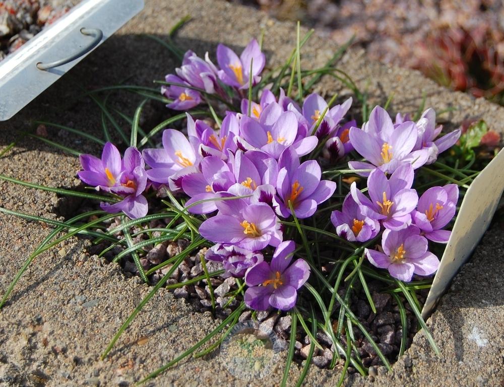 Crocus: Plant Care and Collection of Varieties - Garden.org