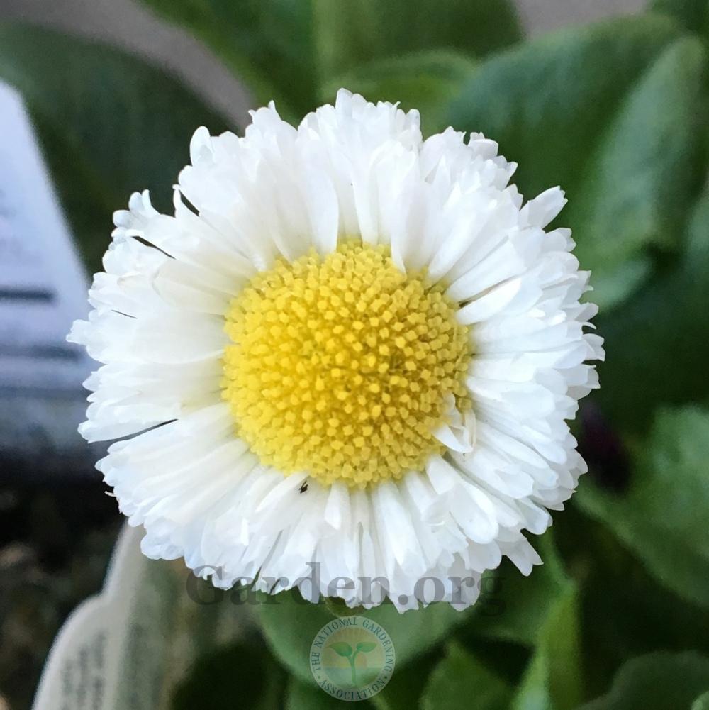 English Daisy (Bellis perennis Bellissima™ White) - Garden.org