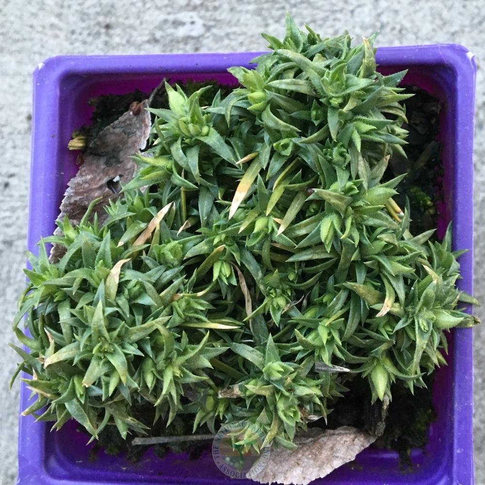 Photo of the seedling or young plant of Creeping Phlox (Phlox subulata ...