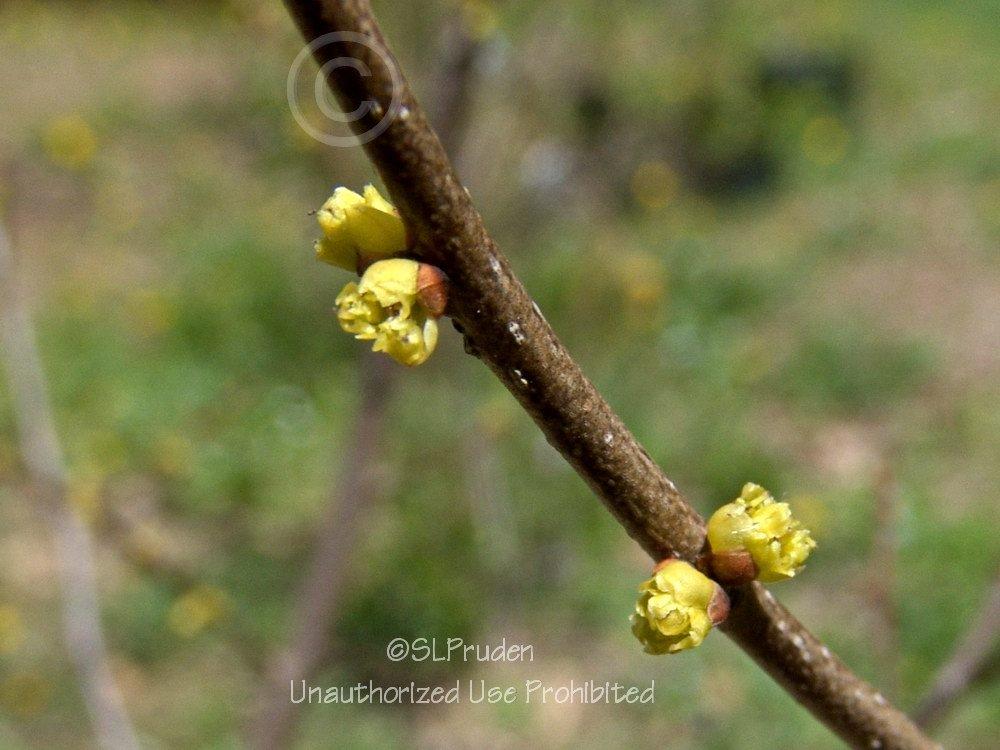 Photo of the stem, scape, stalk or bark of Spicebush (Lindera benzoin ...