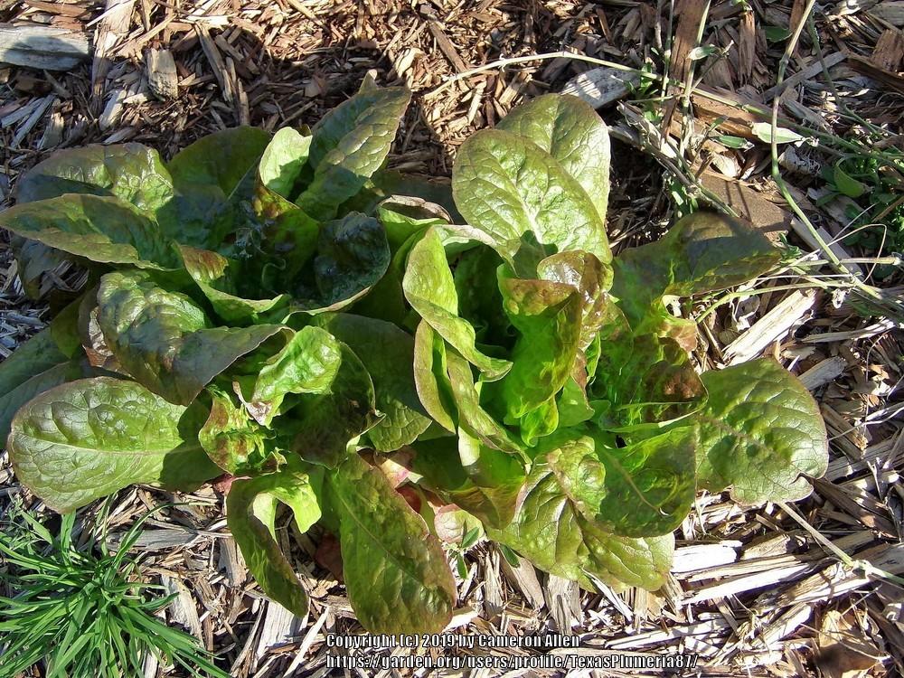 Lettuces: Plant Care and Collection of Varieties - Garden.org