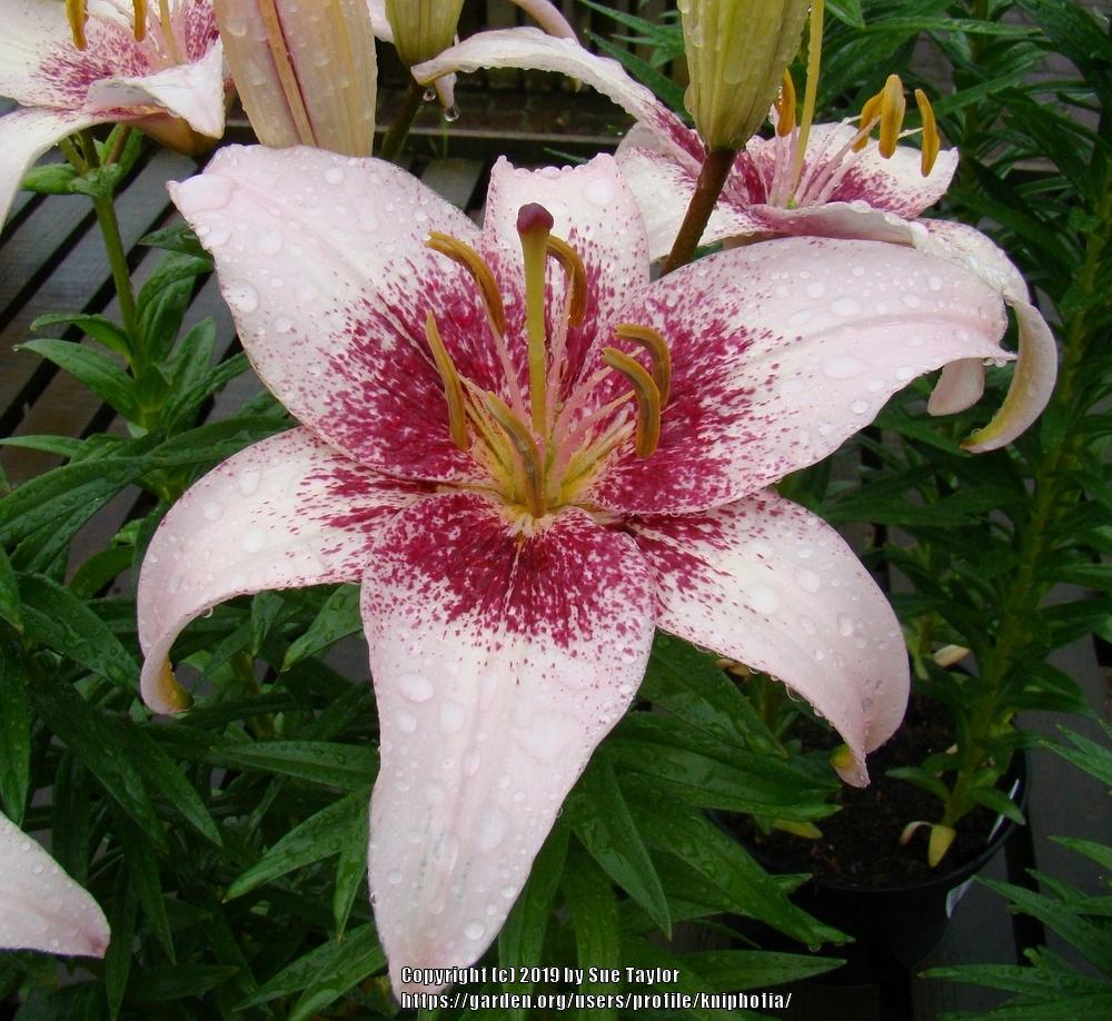 Lily (Lilium 'San Vincenzo') in the Lilies Database - Garden.org