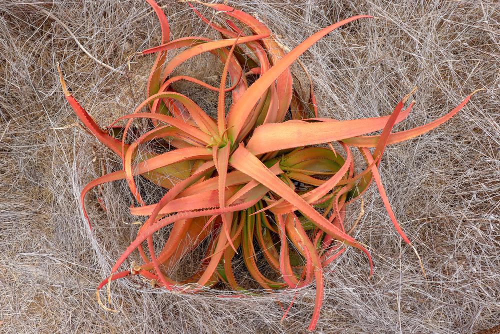Cat's Tail Aloe (Aloe castanea) in the Aloes Database - Garden.org