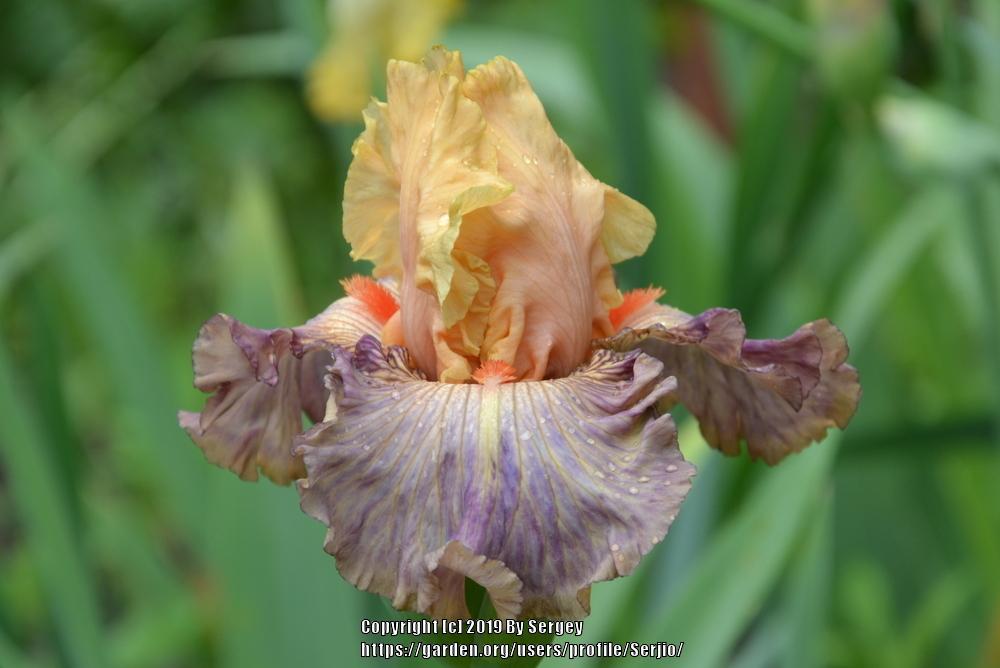 Tall Bearded Iris (Iris 'Samarkand Road') in the Irises Database ...