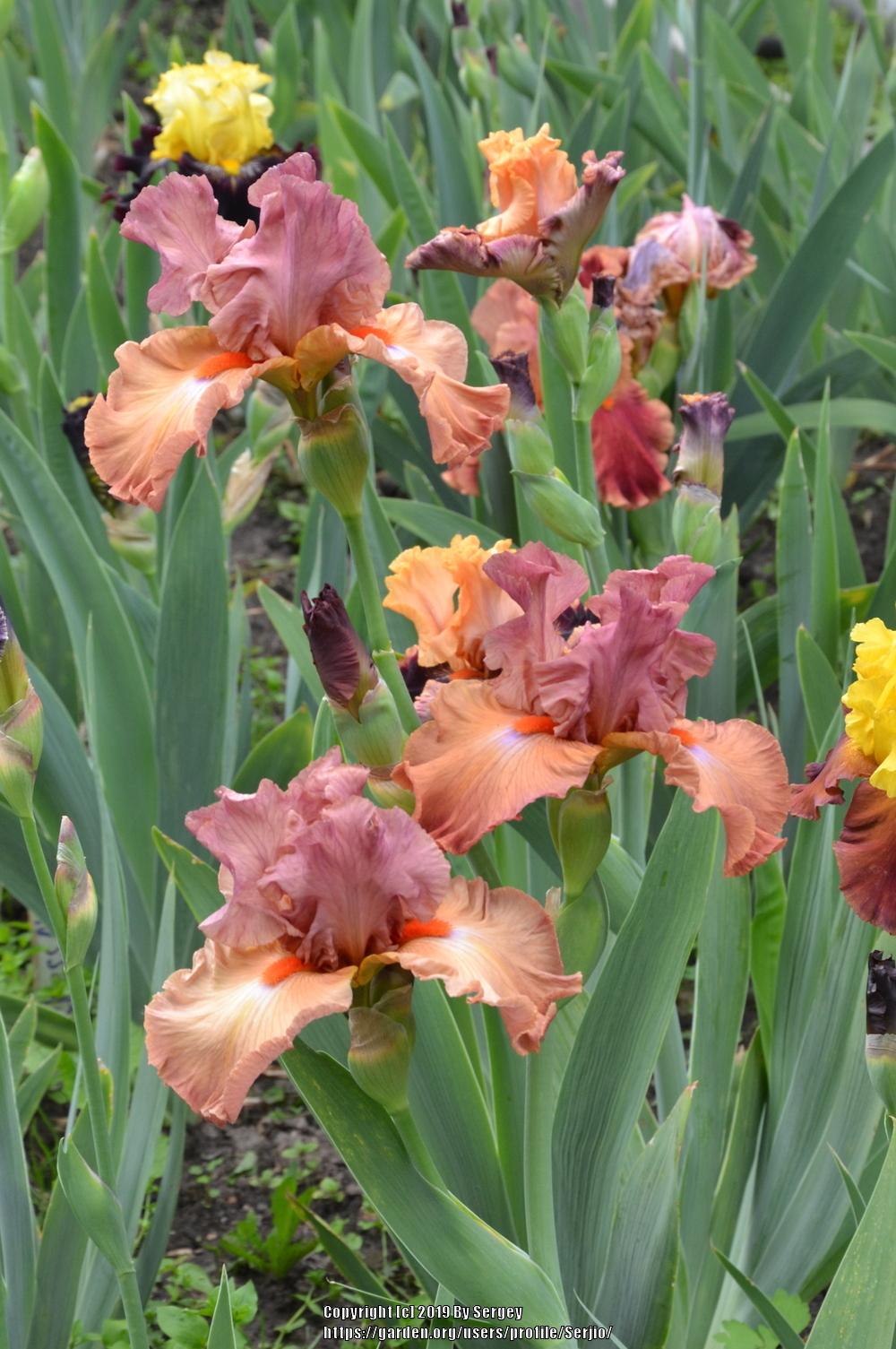 Tall Bearded Iris (Iris 'Safari Sunset') in the Irises Database ...