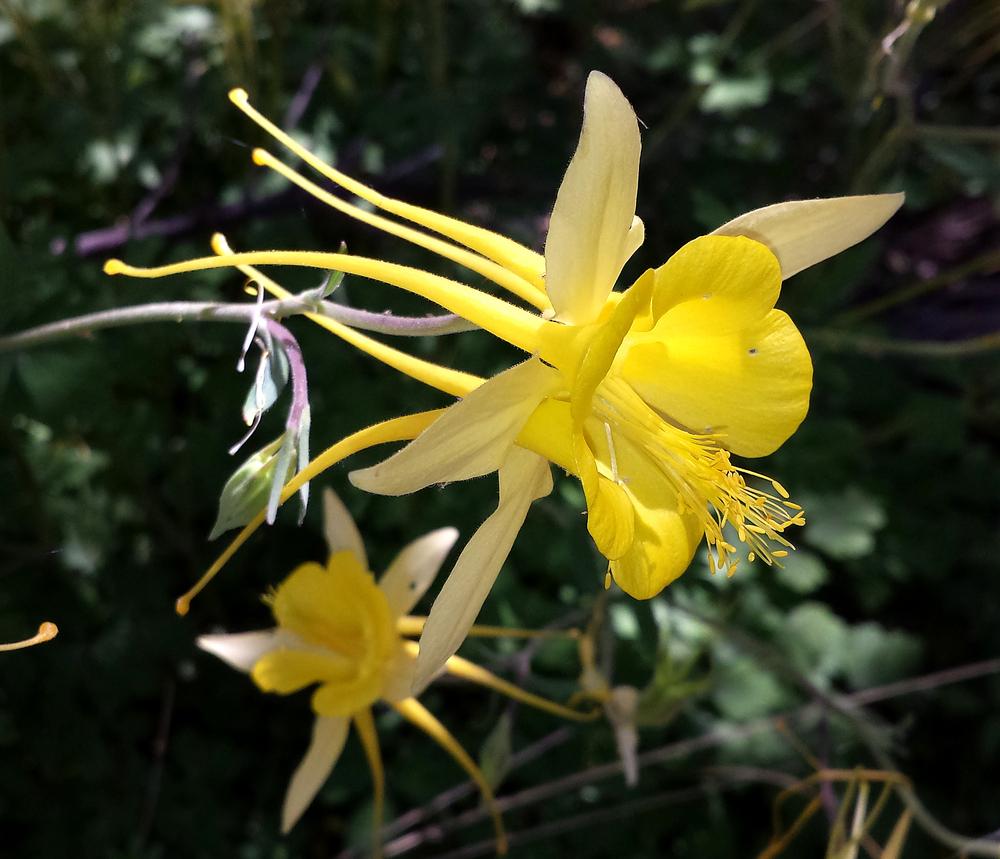 Columbines: Plant Care and Collection of Varieties - Garden.org