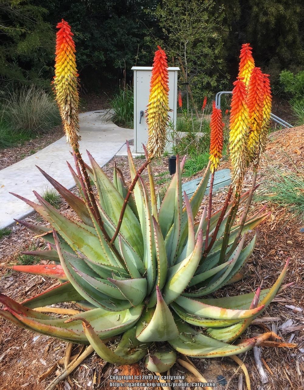 Photo of the entire plant of Stone Aloe (Aloe petricola) posted by ...