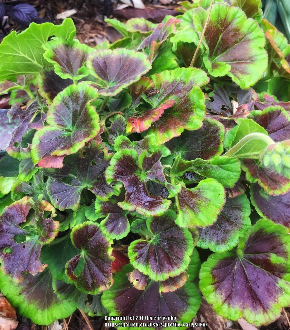 Zonal Geranium (Pelargonium x hortorum Black Velvet™ Scarlet) in the ...