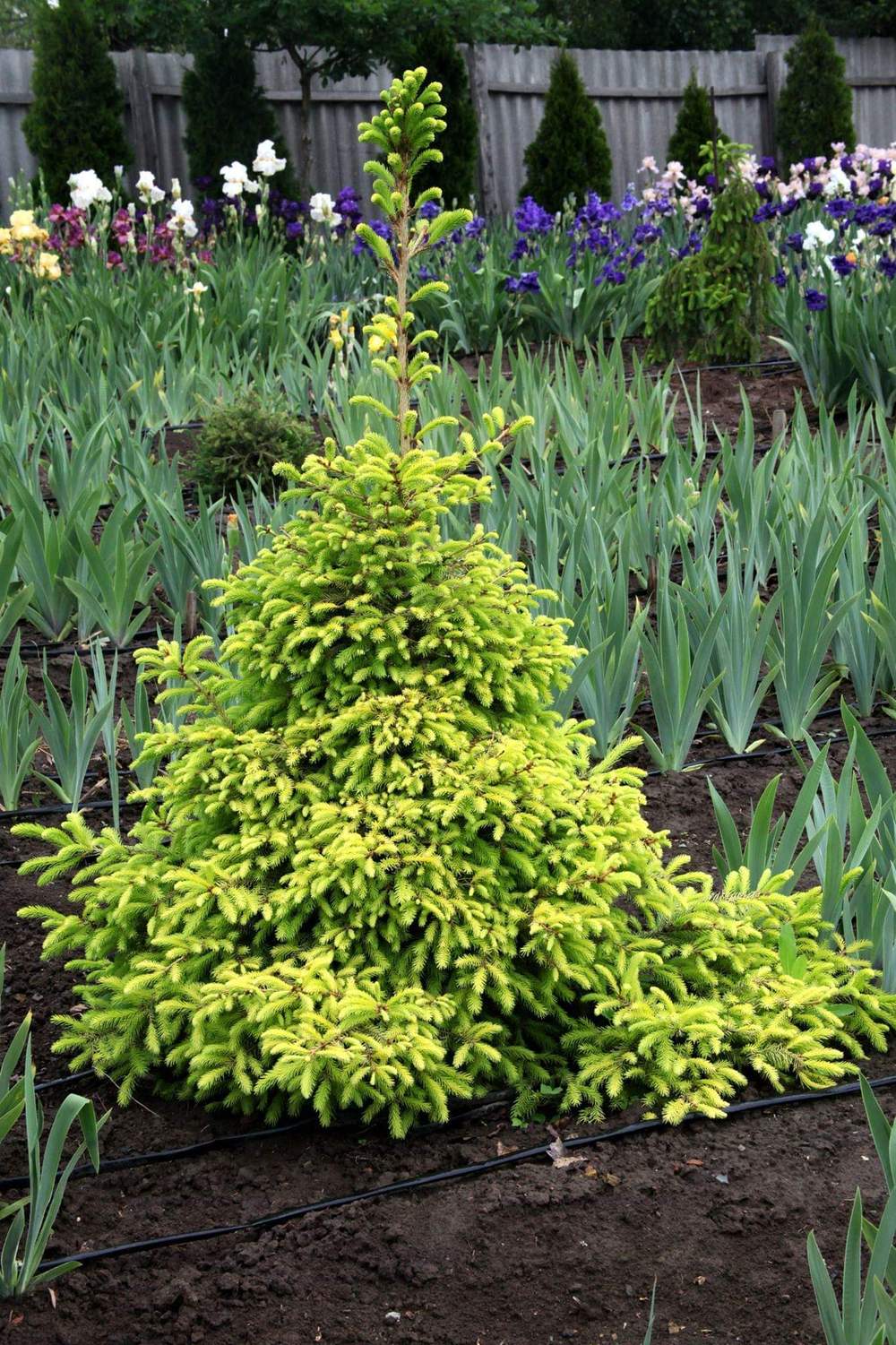 Spruce (Picea abies 'Horstmann Yellow') in the Spruces Database ...