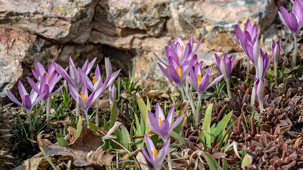 Early Crocus (Crocus tommasinianus 'Roseus') in the Crocus Database ...