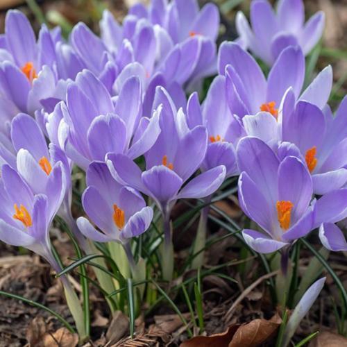 Dutch Crocus (Crocus vernus 'Vanguard') in the Crocus Database - Garden.org