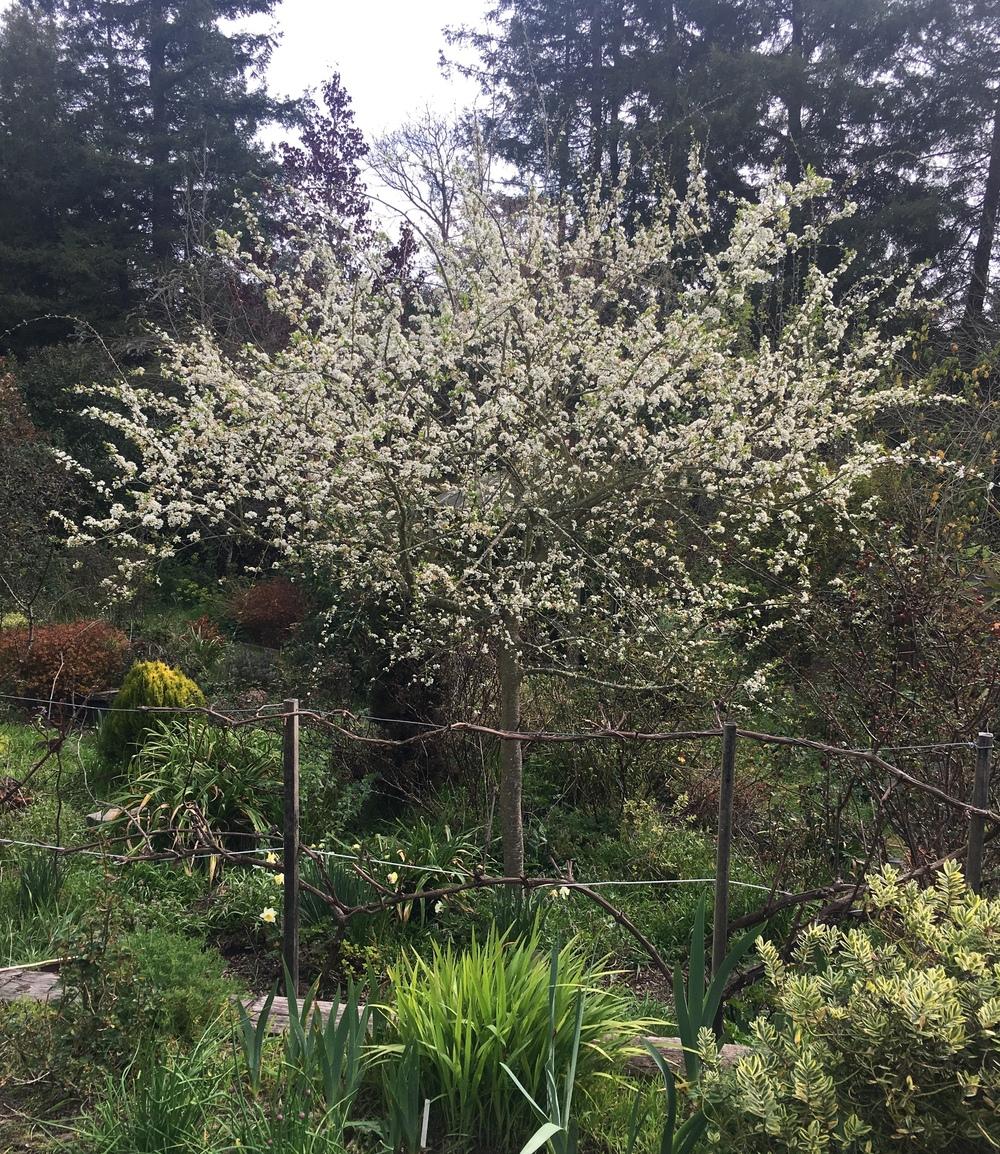 Photo of the entire plant of Japanese Plum (Prunus salicina 'Santa Rosa ...