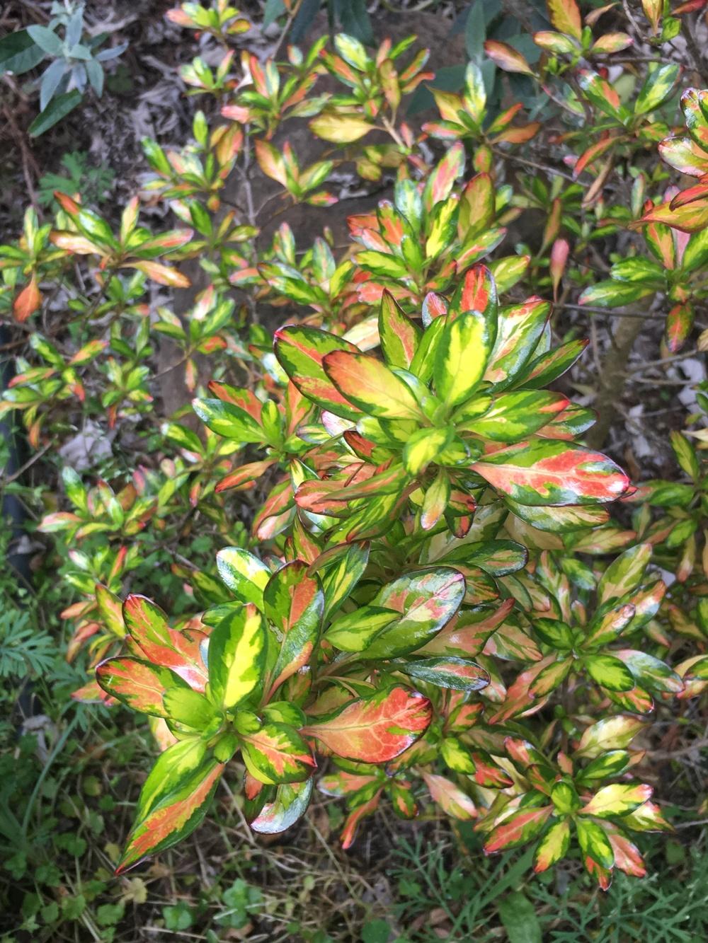 Mirror Bush (Coprosma repens 'Tequila Sunrise') - Garden.org