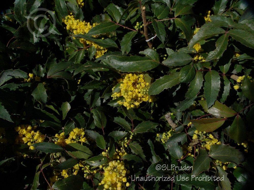 Photo of the entire plant of Tall Oregon Grape (Mahonia aquifolium ...
