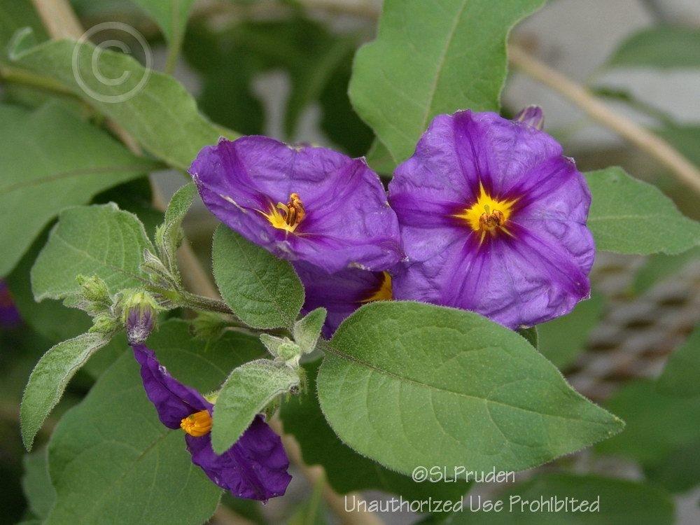 Blue Potato Bush (Lycianthes rantonnetii 'Royal Robe') - Garden.org