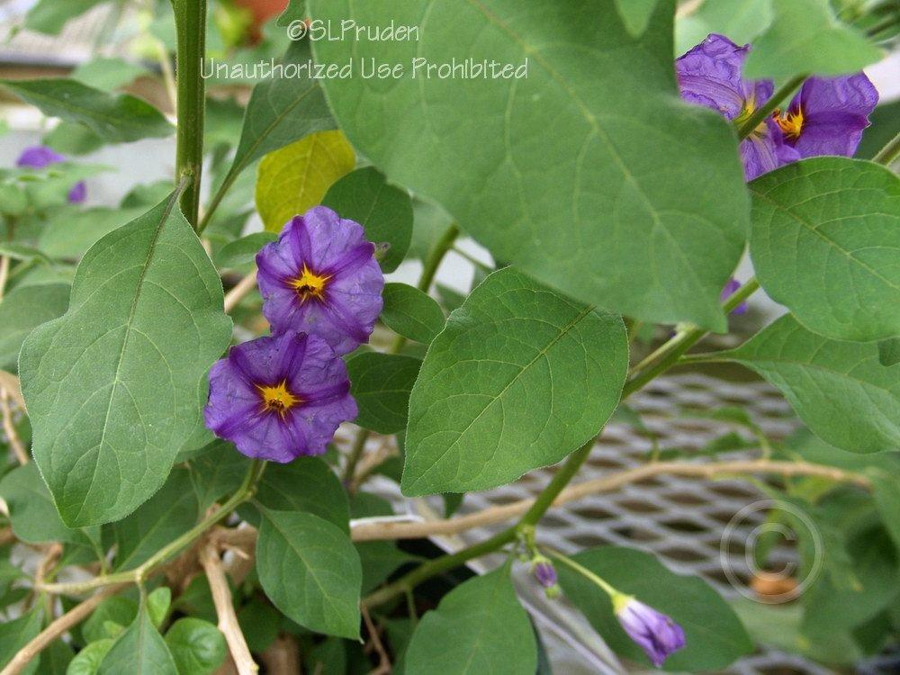 Photo of the entire plant of Blue Potato Bush (Lycianthes rantonnetii ...