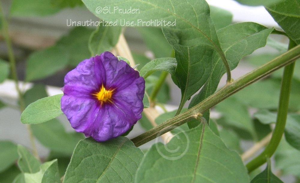 Photo of the bloom of Blue Potato Bush (Lycianthes rantonnetii 'Royal ...