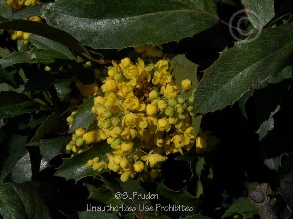 Photo of the bloom of Tall Oregon Grape (Mahonia aquifolium 'Compacta ...