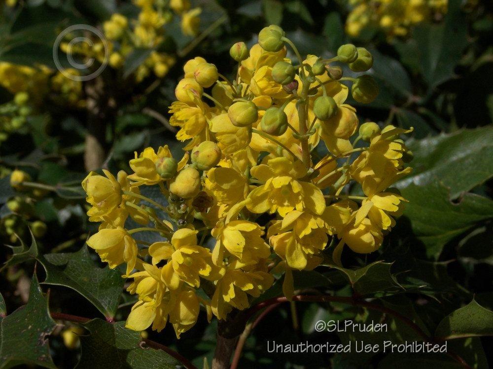 Tall Oregon Grape (Mahonia aquifolium 'Compacta') - Garden.org