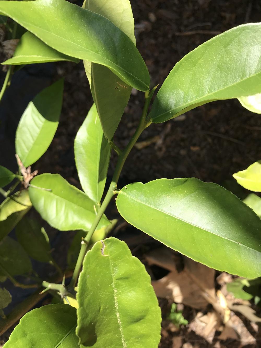 Lemon vs Lime tree leaves in the Ask a Question forum - Garden.org