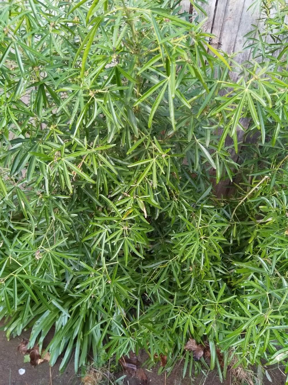 Who am I? in the Plant ID forum - Garden.org