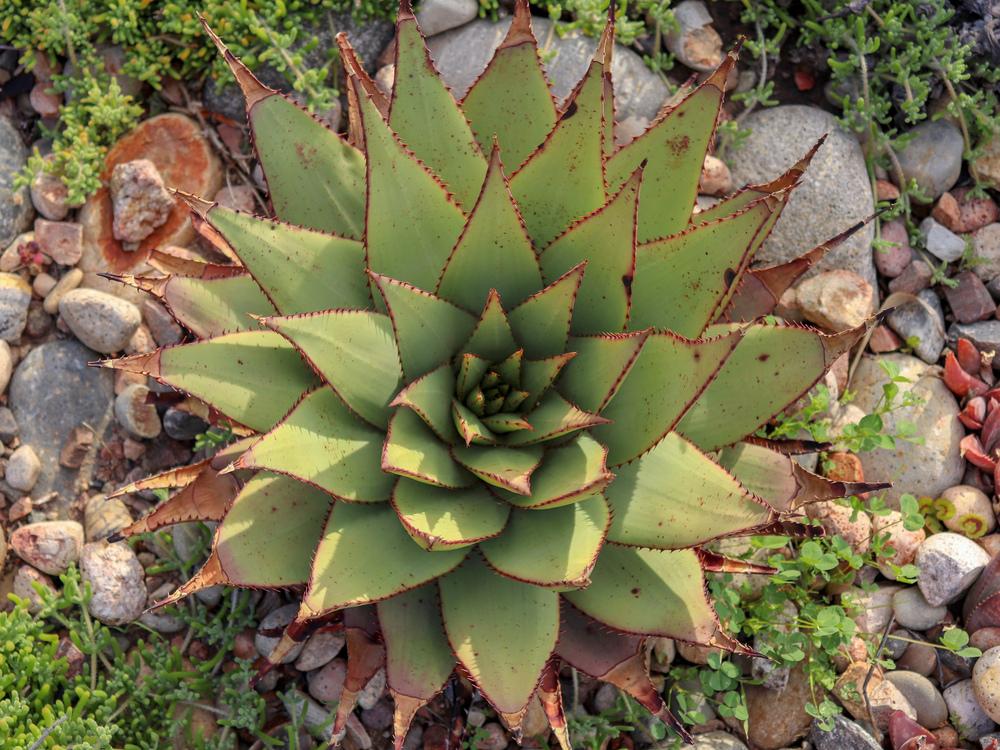 Aloes: Plant Care and Collection of Varieties - Garden.org