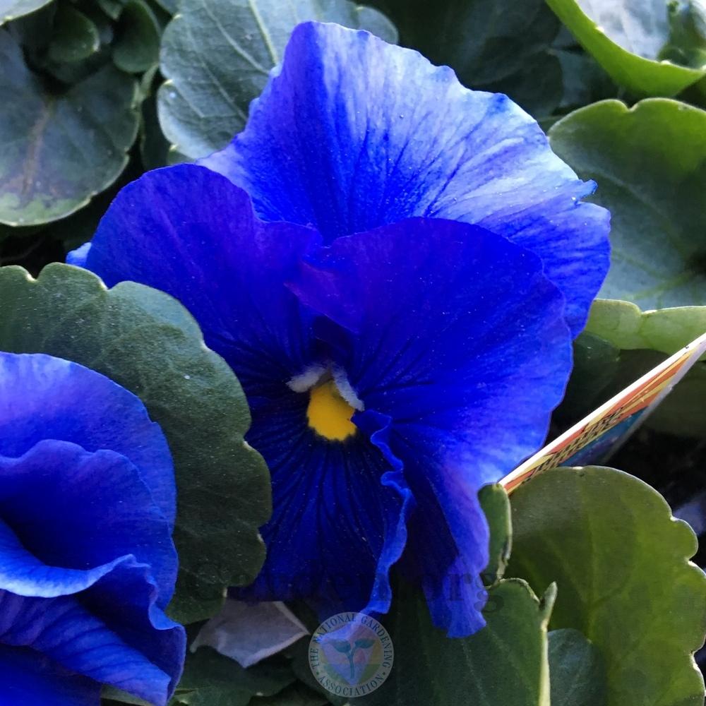 Pansy (Viola x wittrockiana Delta™ True Blue) in the Violas Database ...