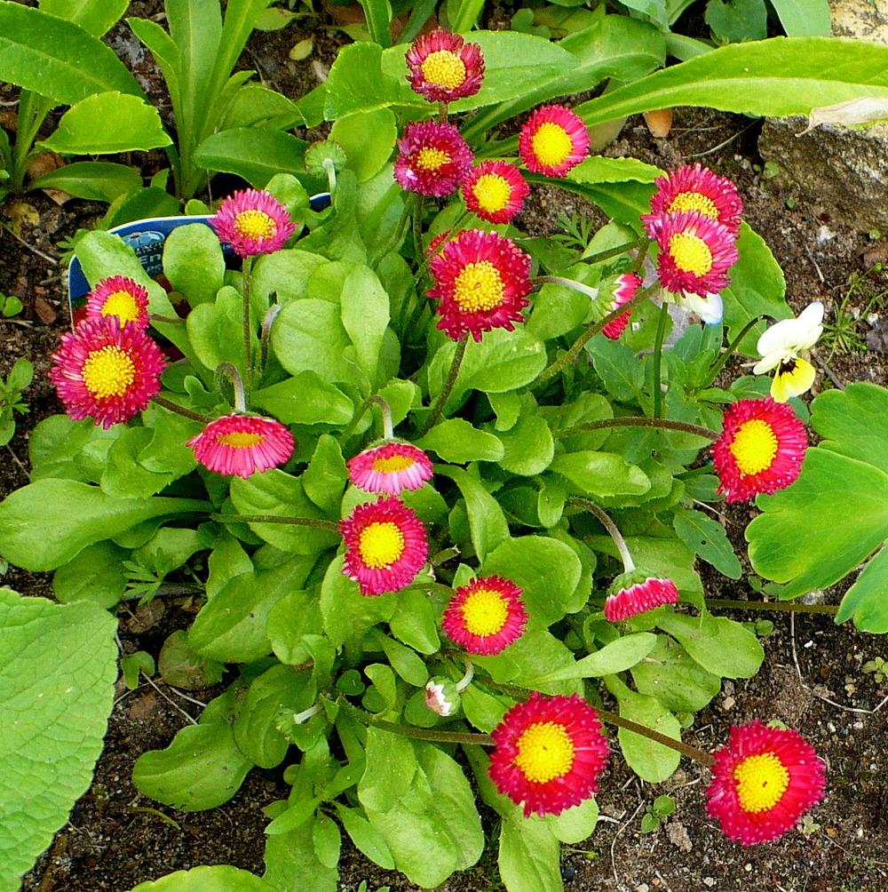 English Daisy (Bellis perennis Bellissima™ Red) - Garden.org