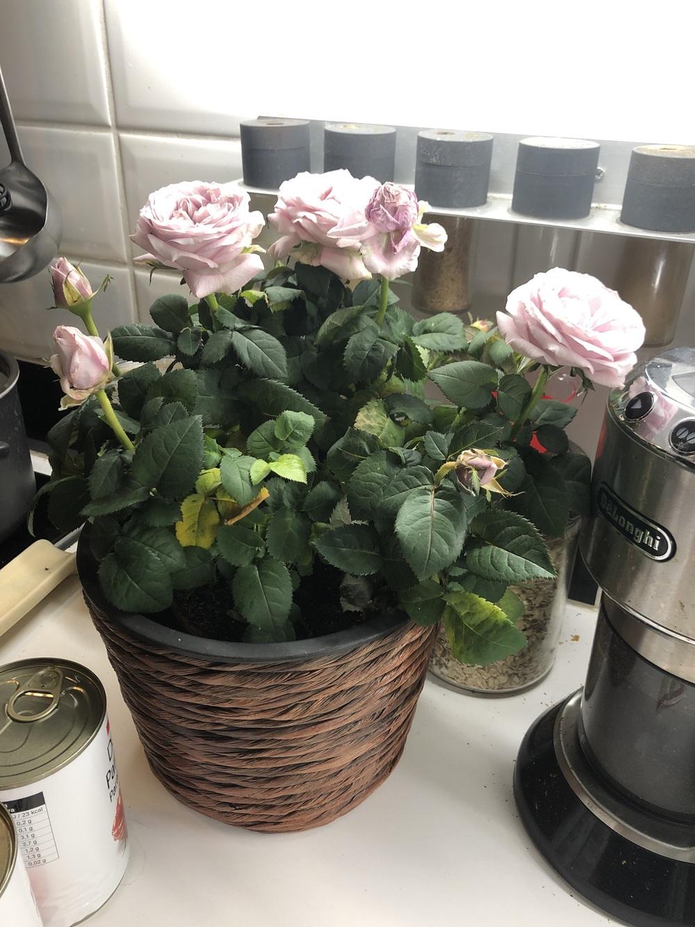 My roses are dying in the Roses forum - Garden.org