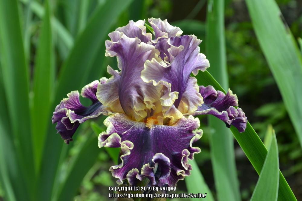 Photo of the bloom of Tall Bearded Iris (Iris 'Secret Recipe') posted ...