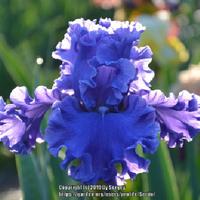 Photo of the bloom of Tall Bearded Iris (Iris 'Sea Power') posted by ...