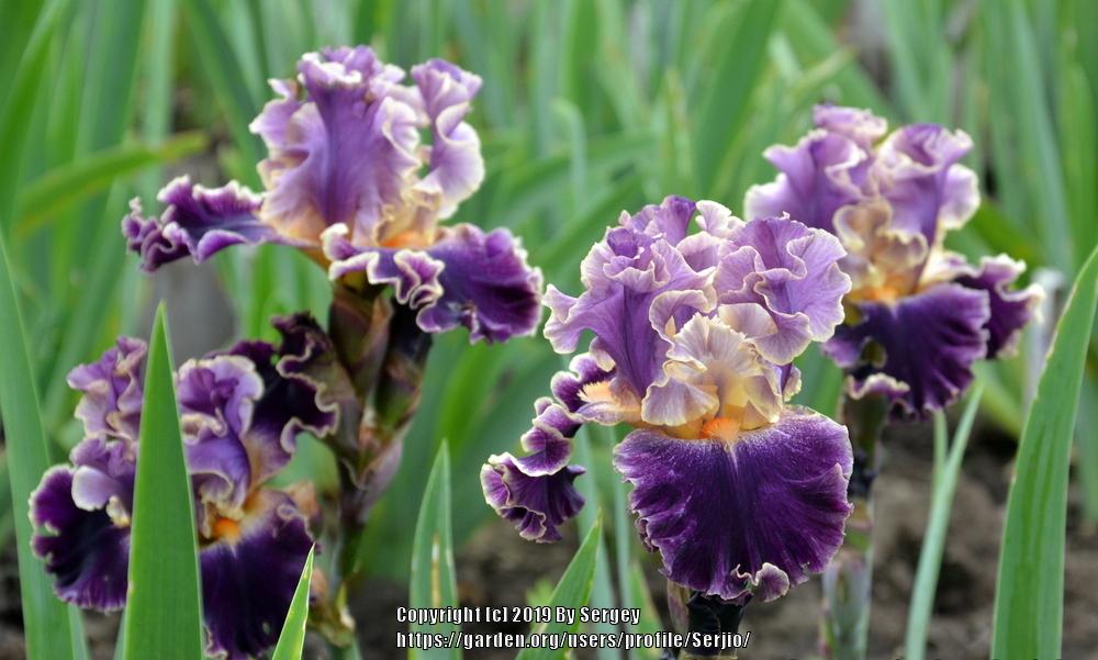 Photo of the bloom of Tall Bearded Iris (Iris 'Secret Recipe') posted ...