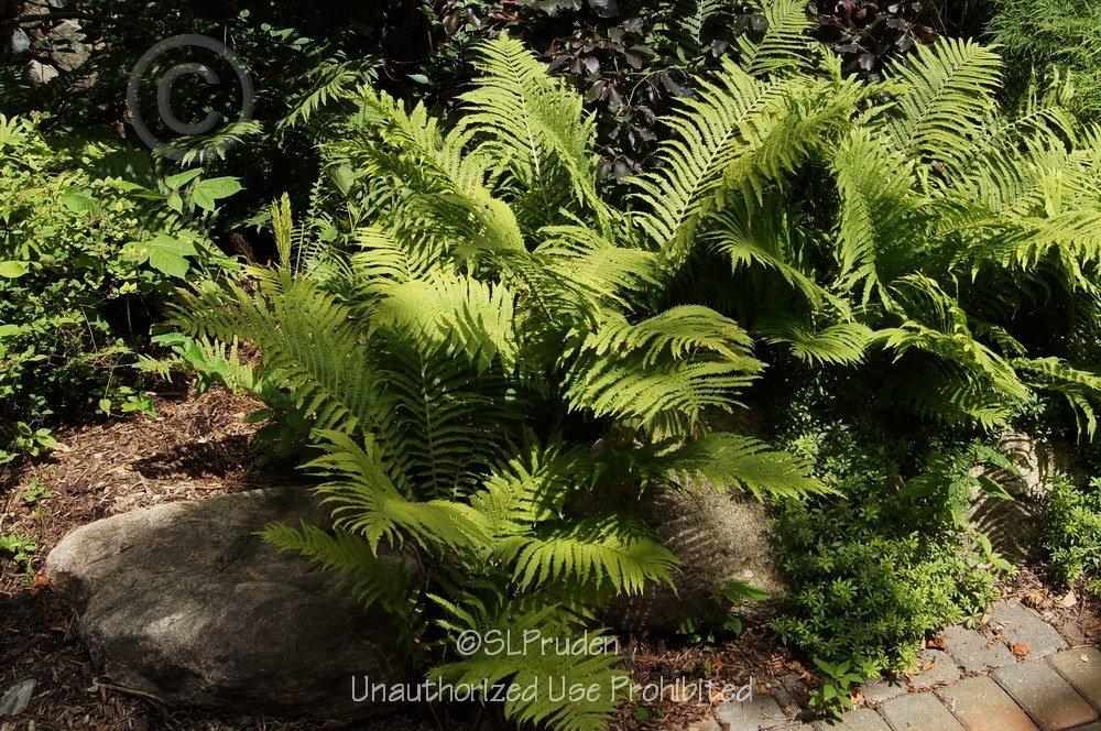 Photo of the entire plant of Ostrich Fern (Matteuccia struthiopteris ...